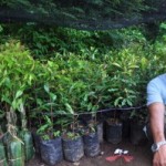 Peluang Usaha Pembibitan Cengkeh, Prospek Cerah Permintaan Tinggi