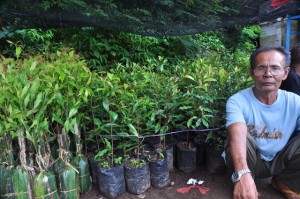 Peluang Usaha Pembibitan Cengkeh, Prospek Cerah Permintaan Tinggi