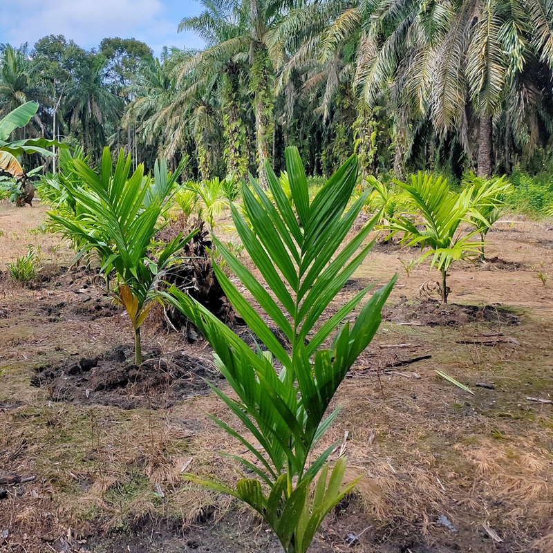 Buah Pinang Batara Dulu Jadi Sampah Kini Jadi Sumber Penghasilan